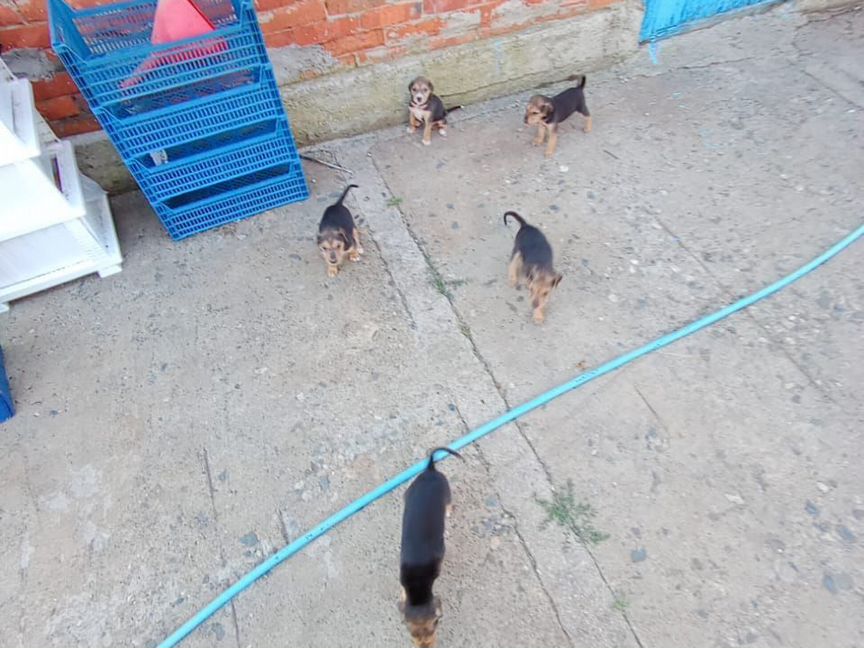 Щенки русской гончей