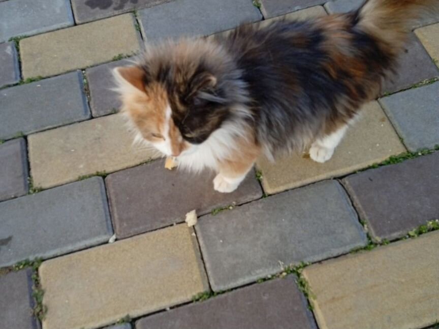 Котята в добрые руки бесплатно