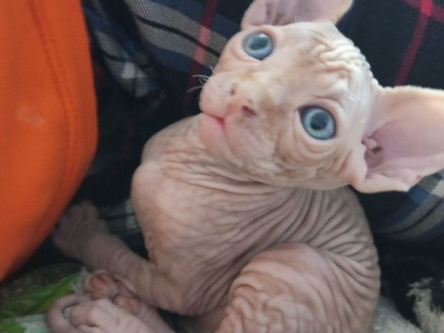 Котята канадский сфинкс эльф без документов