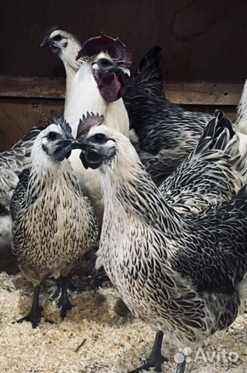 Лакеданзи серебро куры, петушки