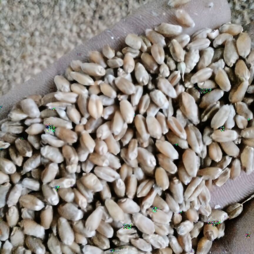 Зерно пшеница ячмень