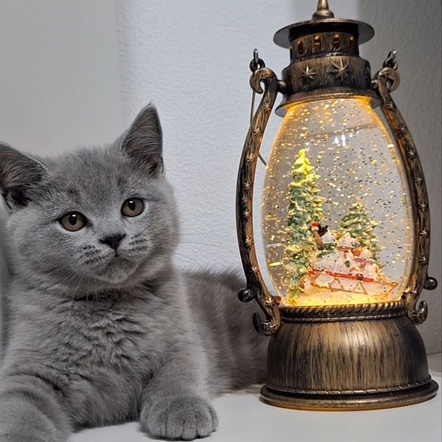 Британские котята