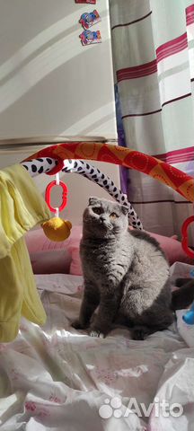 Британская вислоухая кошка вязка