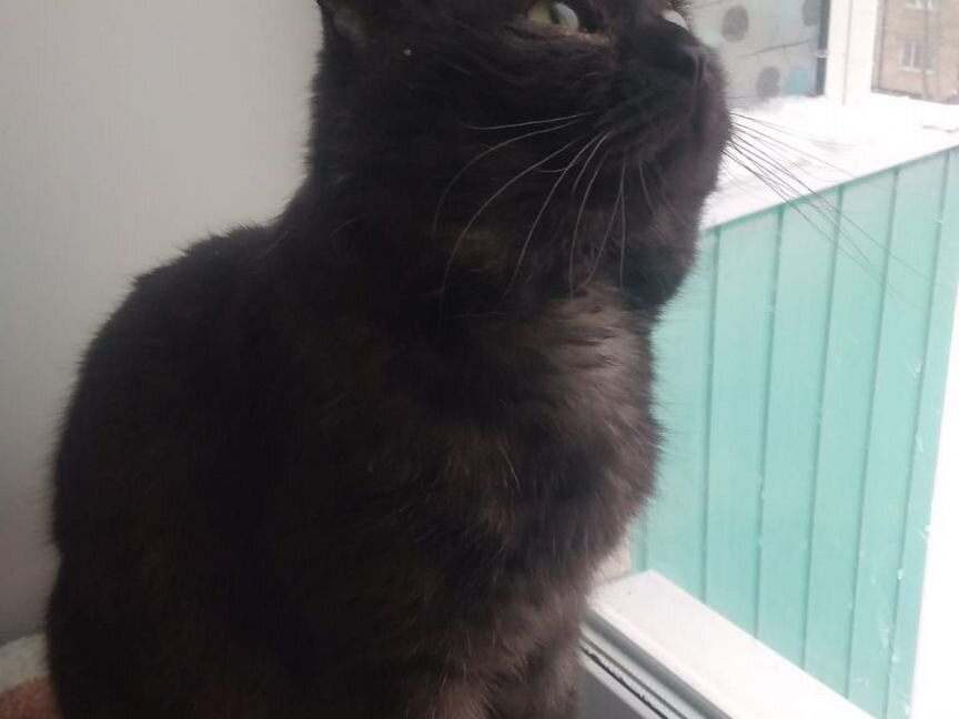 Котик в дар