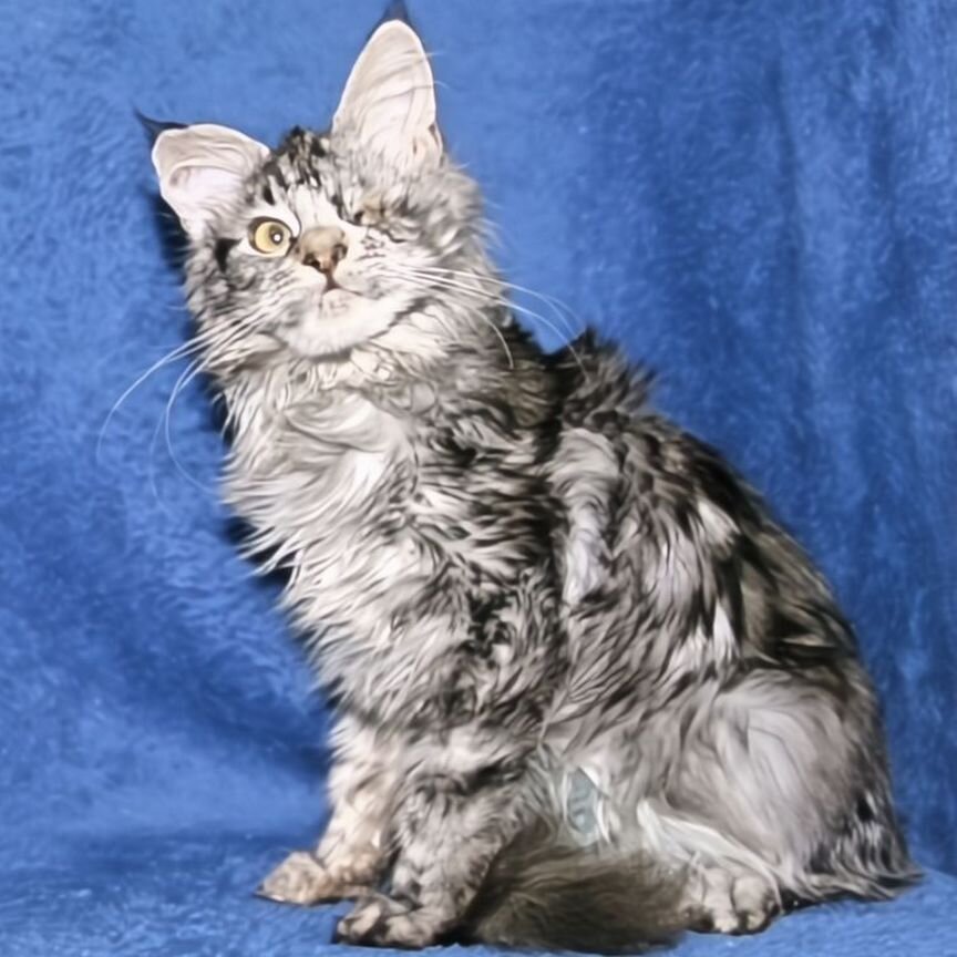 Мейн-кун котёнок