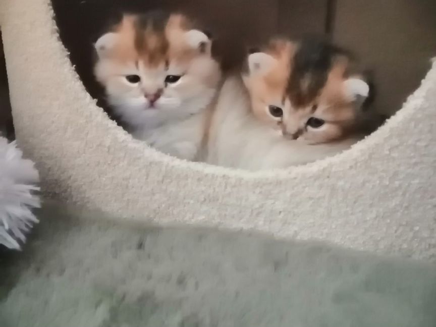 Шотландские шиншиллы