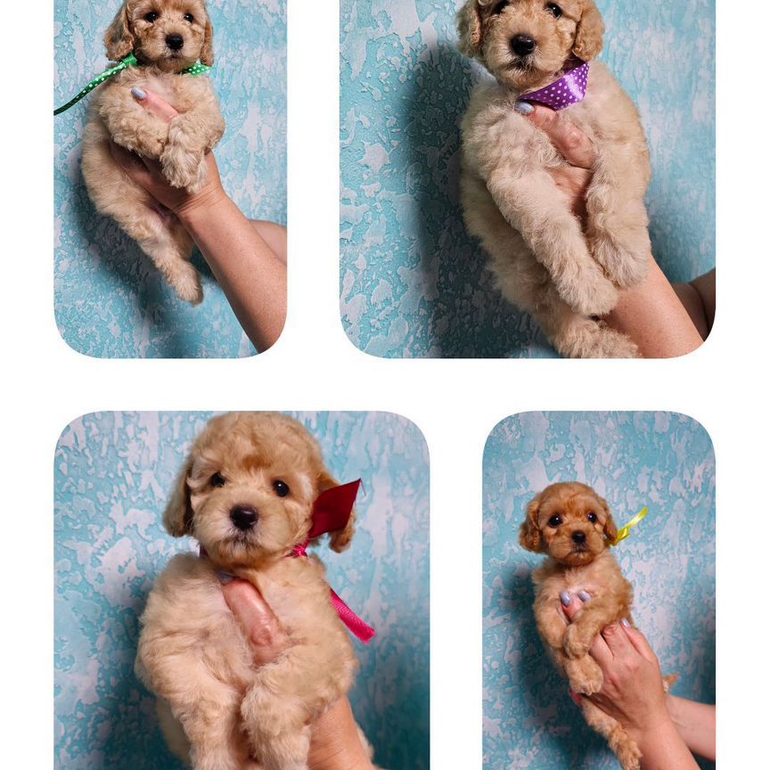 Щенки карликового пуделя