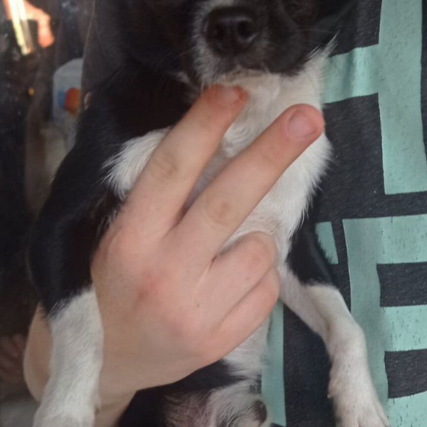 Собаки чихуахуа щенок