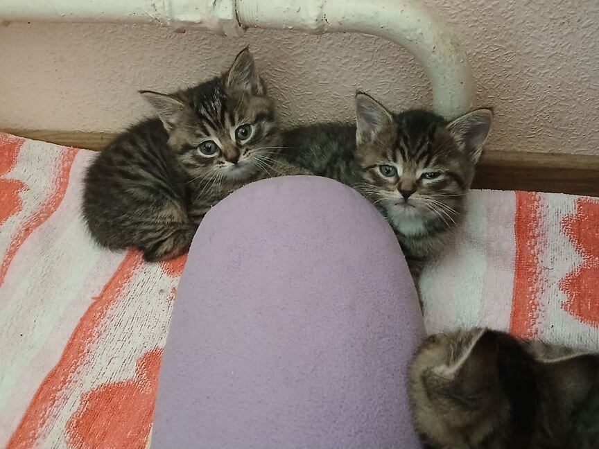 Кошка
