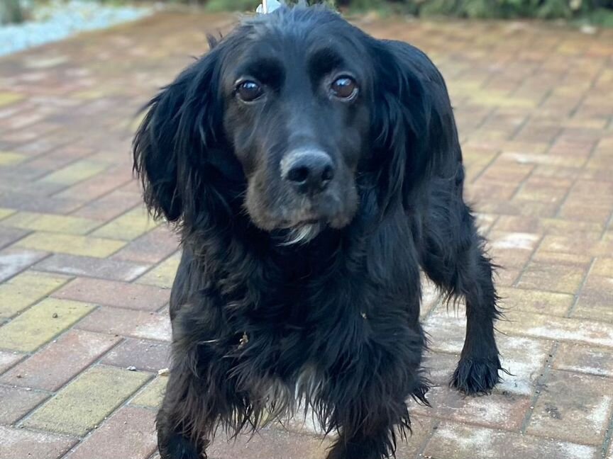 Собака в добрые руки