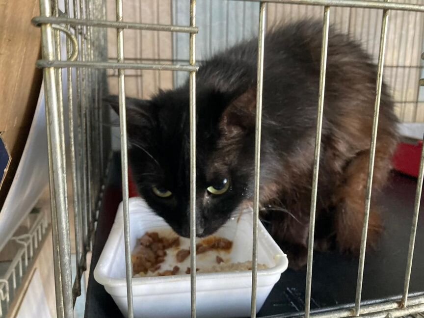 Котик в добрые руки