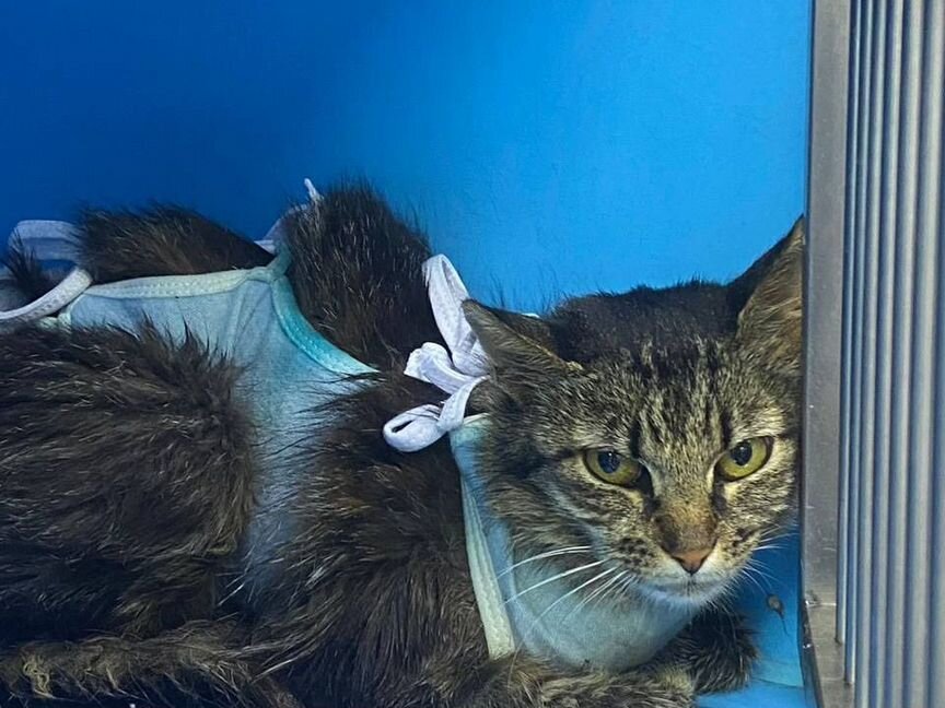 Кошечка с безлюдных дач