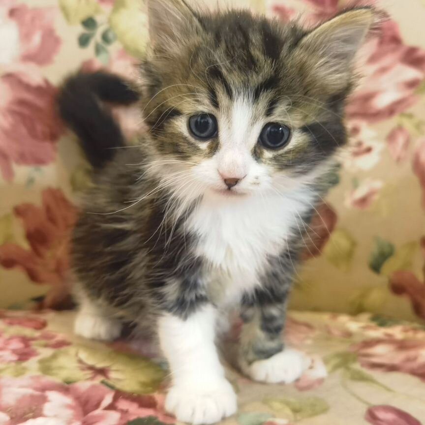 Сибирский котёнок