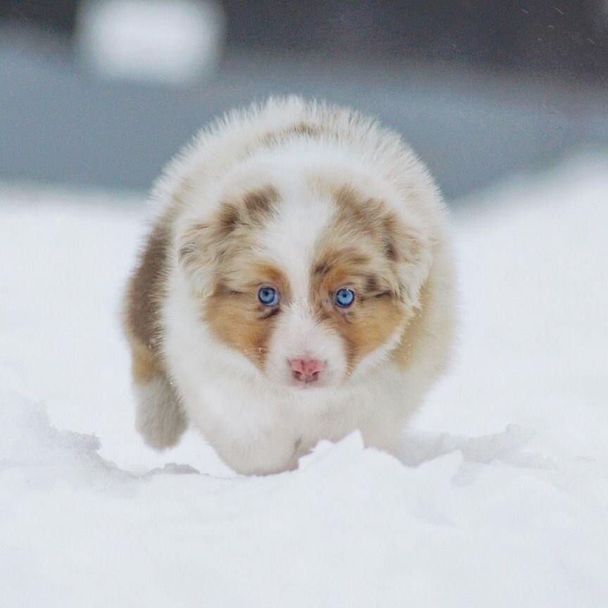 Щенки австралийской овчарки