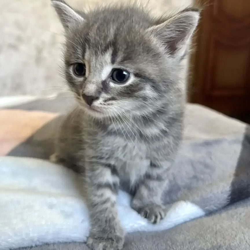 Котёнок в добрые руки