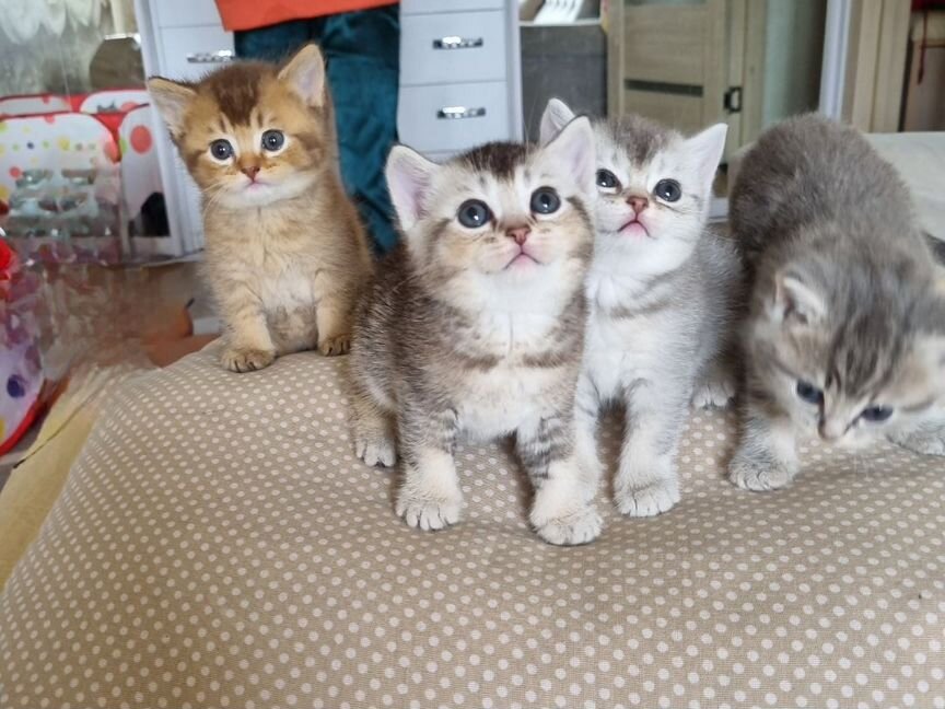 Шиншилы котята золото, серебро, шоколад и Whiskas