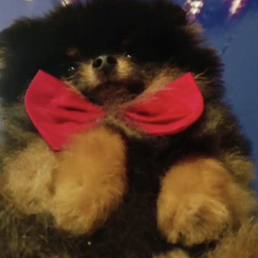 Джентльмен мини на вязку