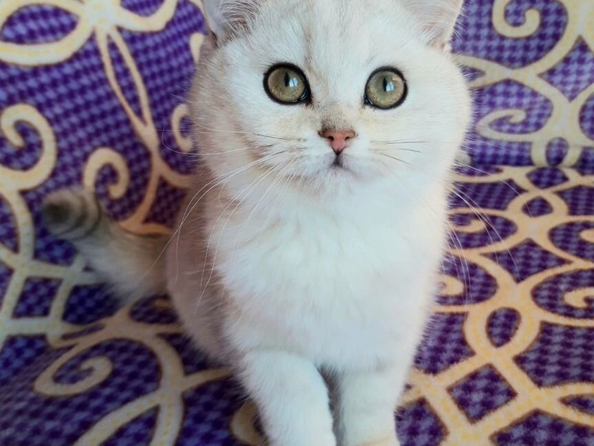 Шикарная серебрушка