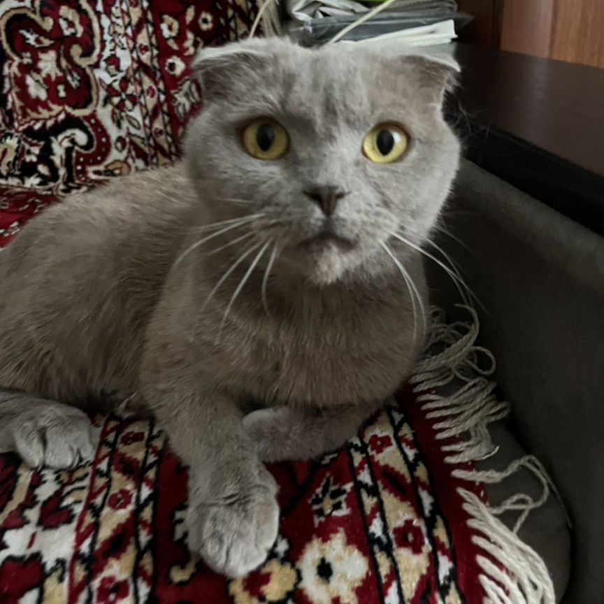 Кошка в добрые руки