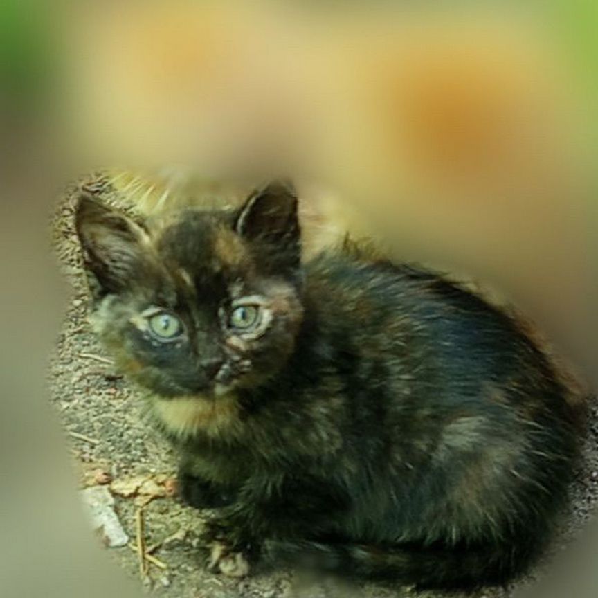 Котёнок в добрые руки