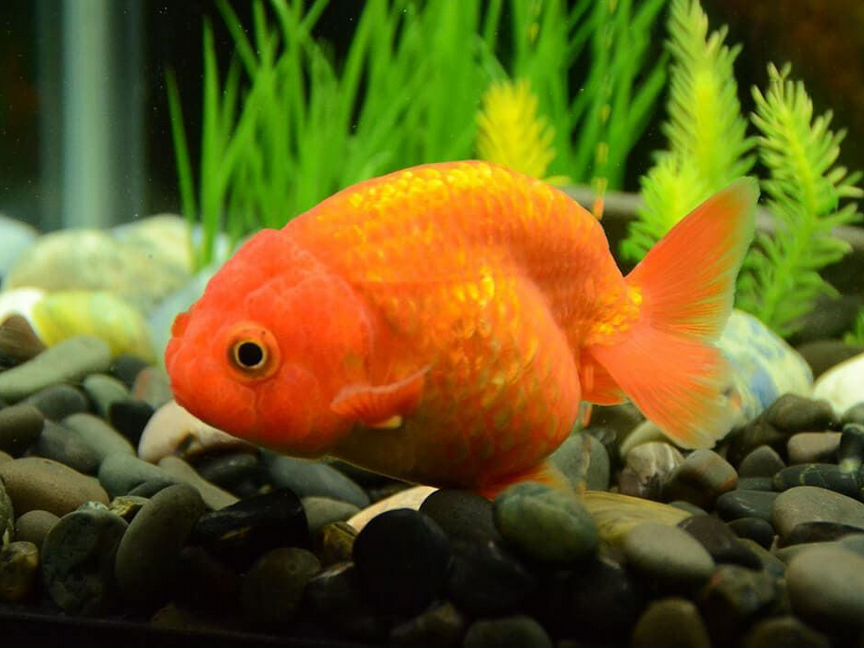 Золотая рыбка ранчу