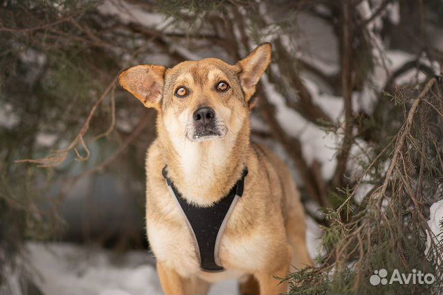 Мальчик Байкал, собака из приюта