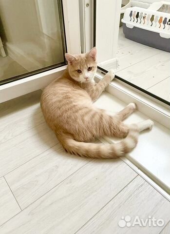 Рыжий котенок - подросток Бантик в добрые руки