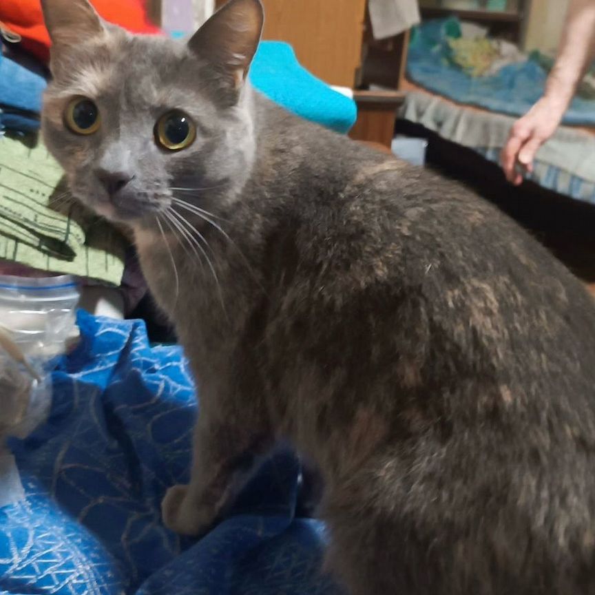 Взрослая, Девочка кошка в добрые руки