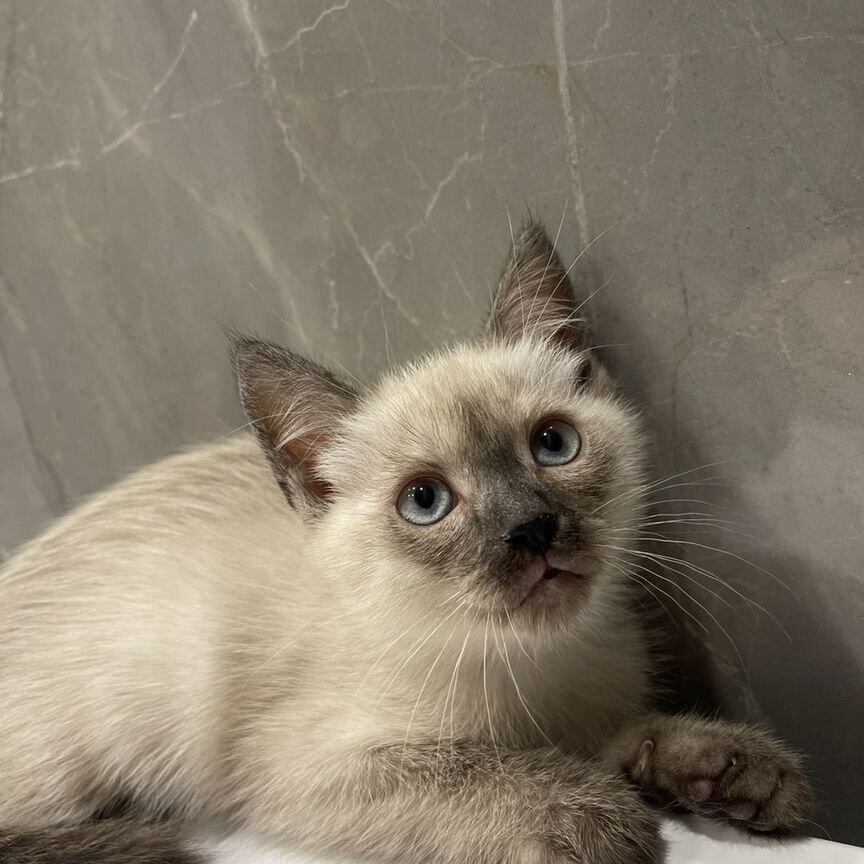 Тайский 2 мес