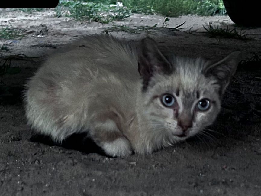Котенок тайский в дар