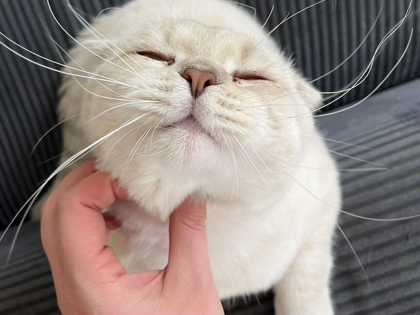 Вязка кота (вислый ух)