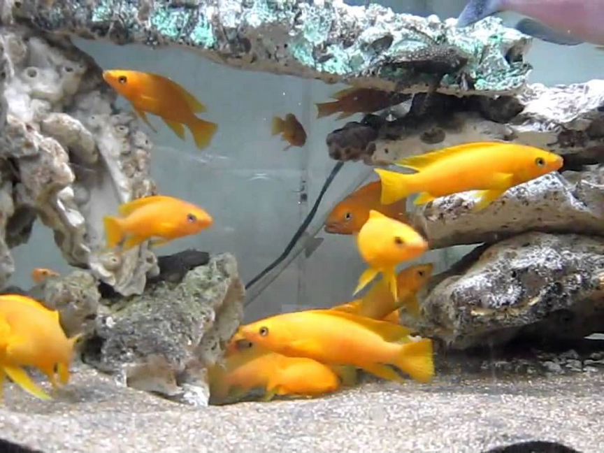 Неолапрологус лелеупи апельсиновый цихлиды