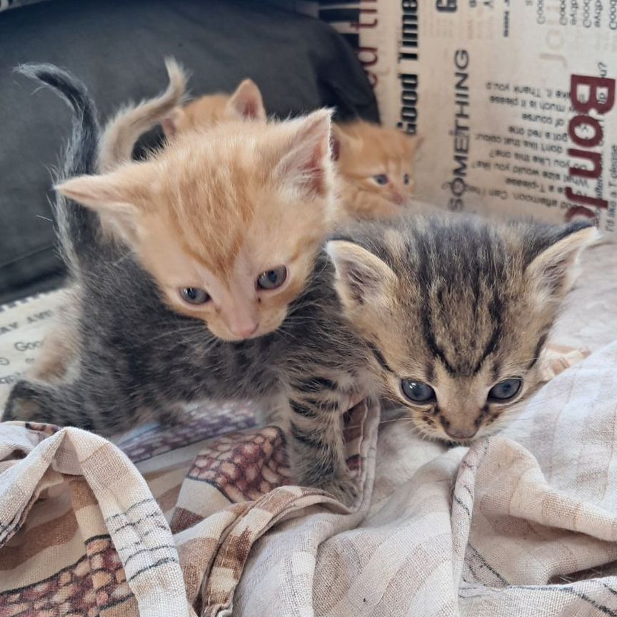 Котики бесплатно в добрые руки