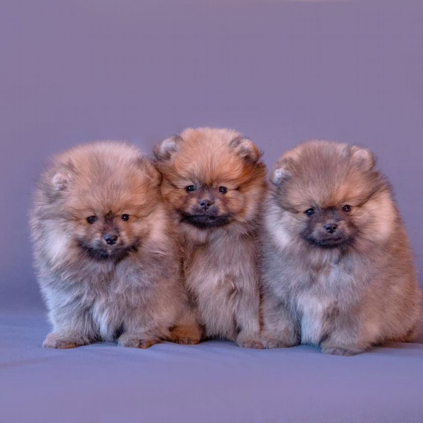 Немецкий шпиц