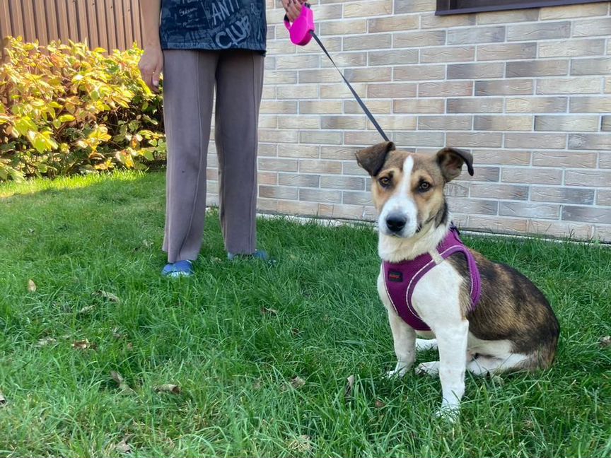 Собака в добрые руки