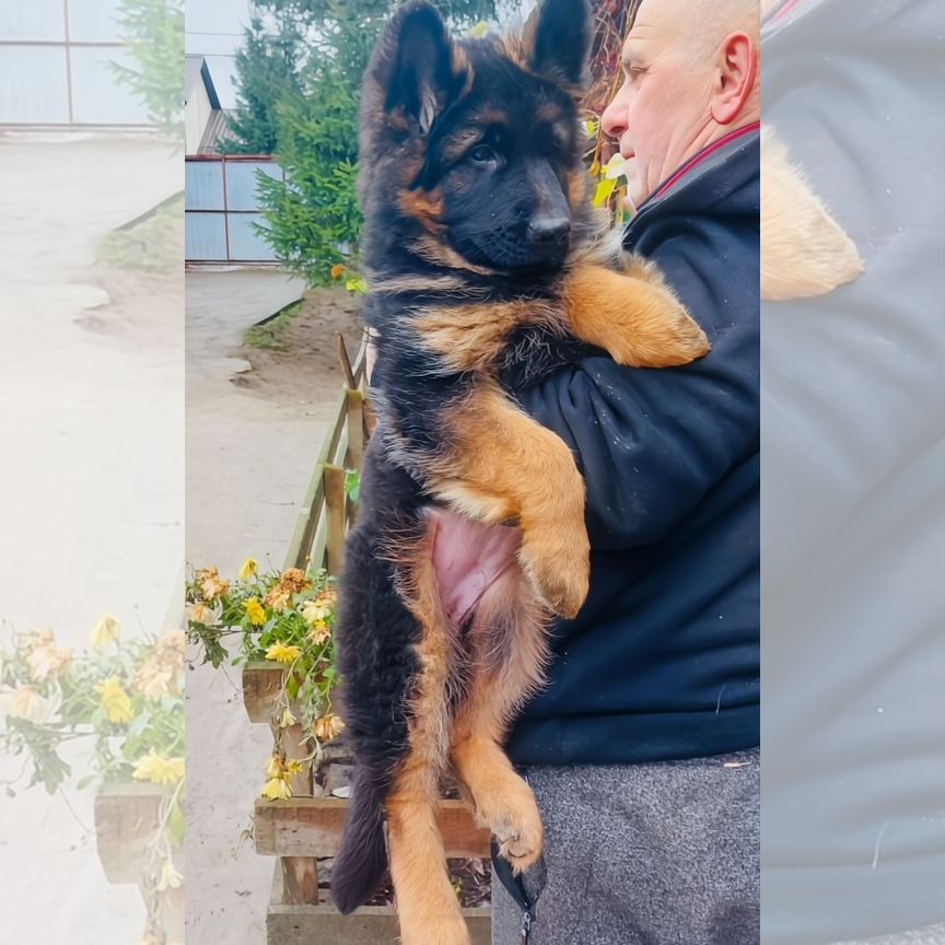 Немецкая овчарка, щенок