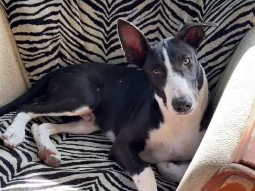 Ксоло в шерсти