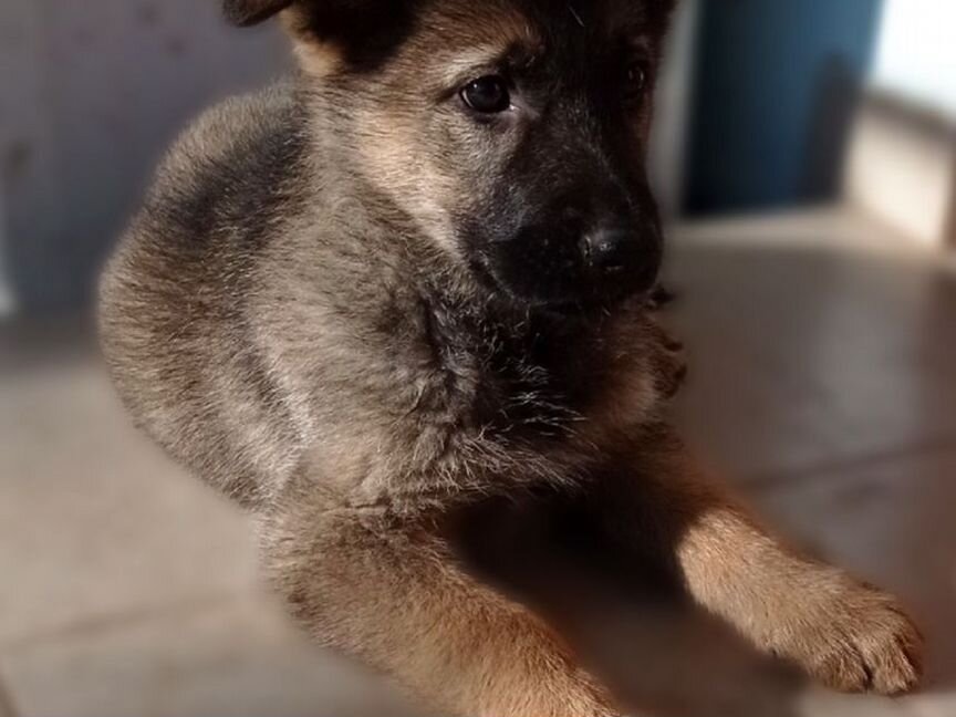 Восточно европейская овчарка