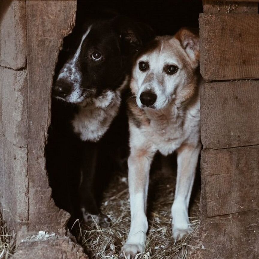 Собака в добрые руки