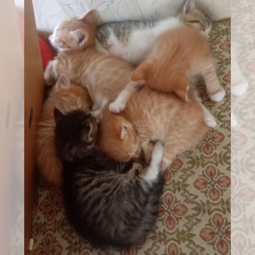 Котята в добрые руки приучены к лотку