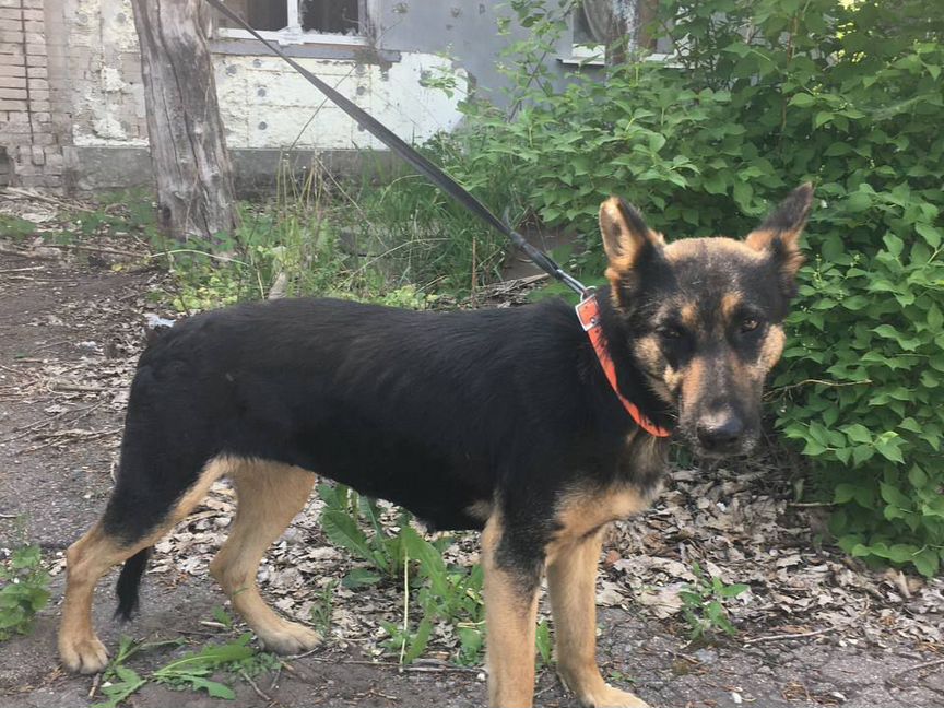 Брошена и покинута. Овчарка Герда из-за ленточки