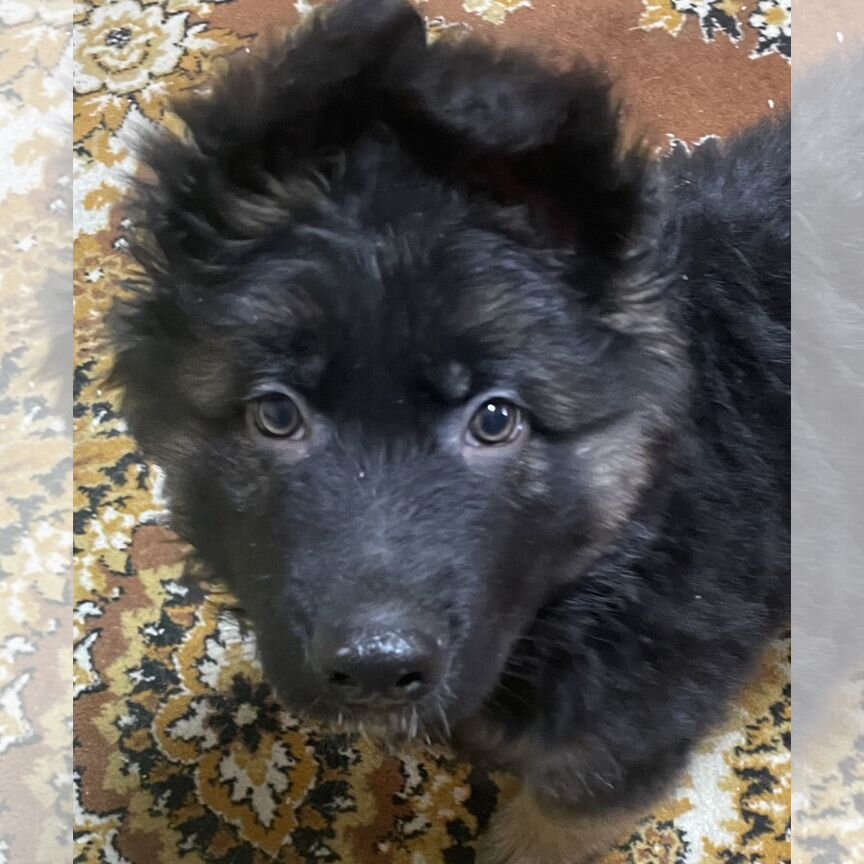 Немецкая овчарка, щенок