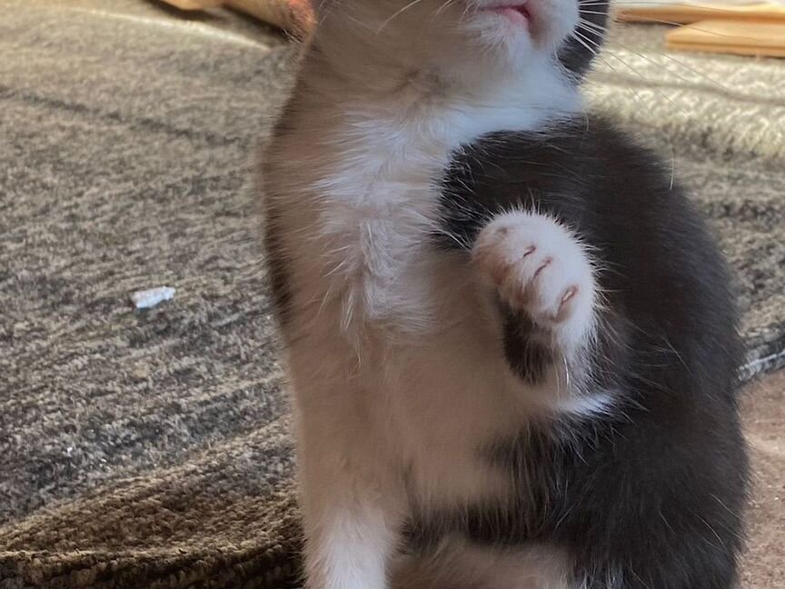 Котятки в добрые руки