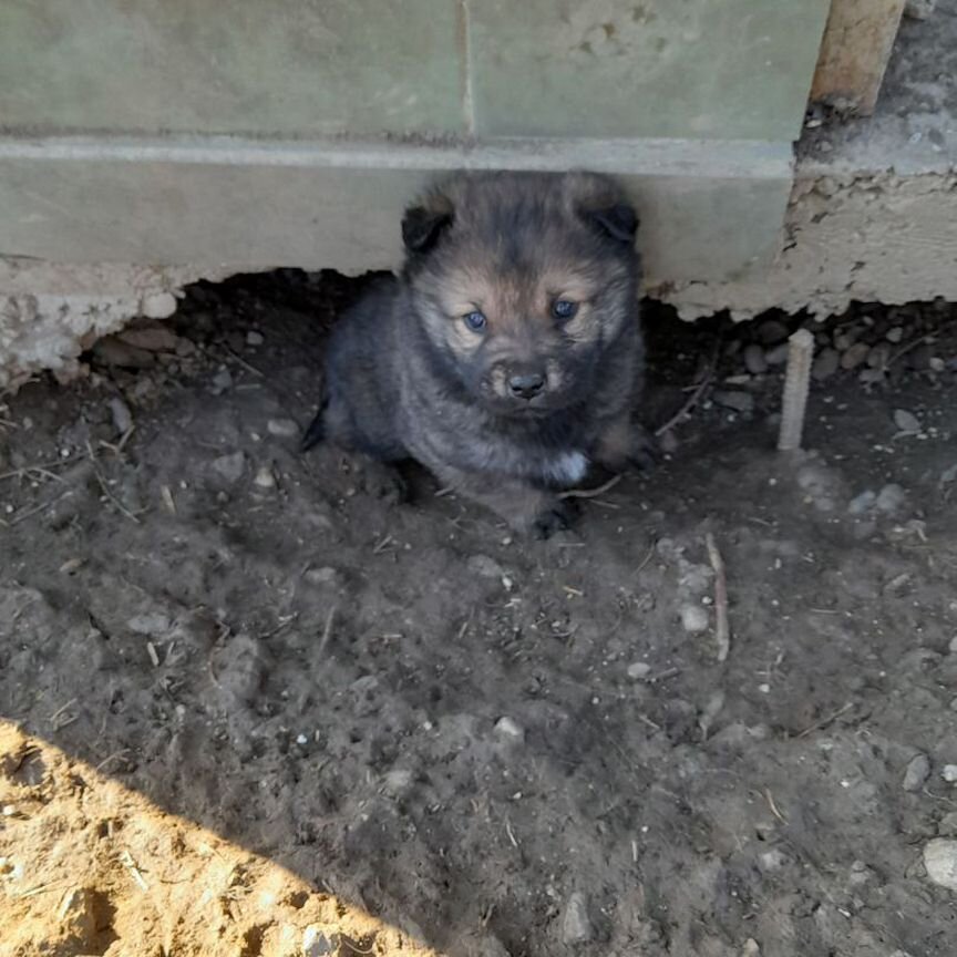 Щенок ищет дом