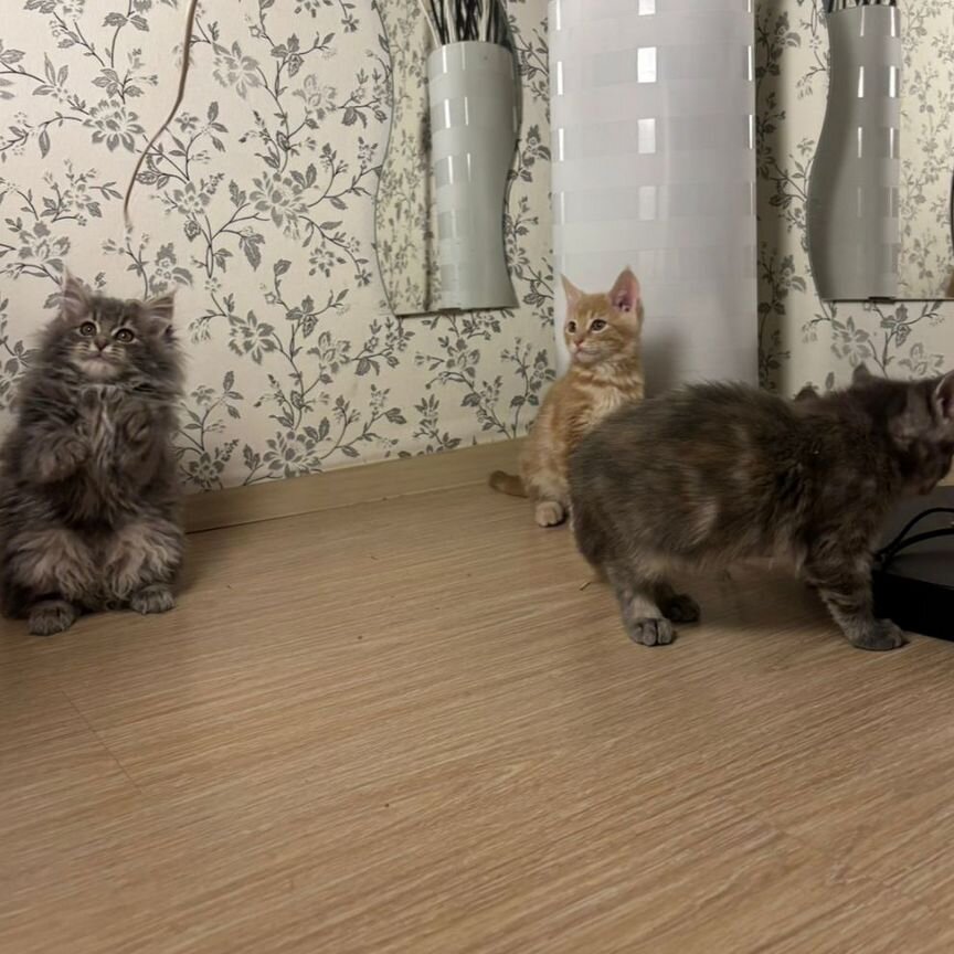 Котята метисы породы менйн