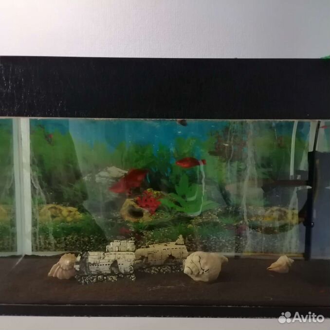 Аквариумные рыбки - меченосцы