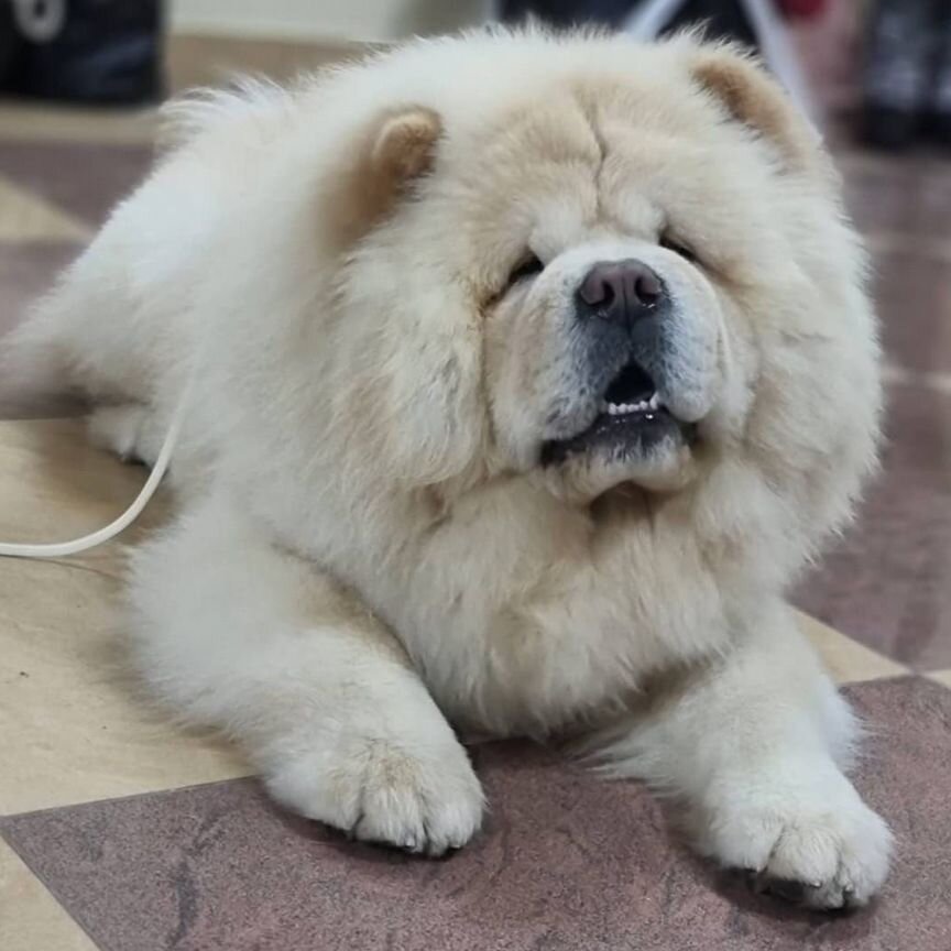 Чау-чау, щенок