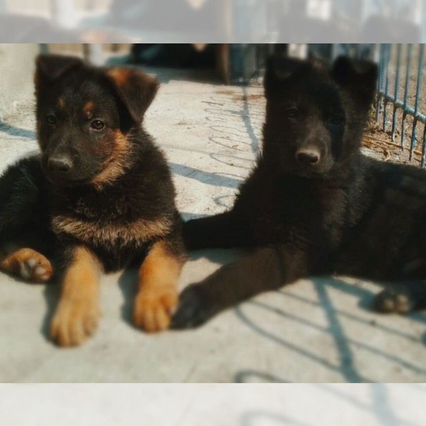 Немецкая овчарка Черный и Чепрачный