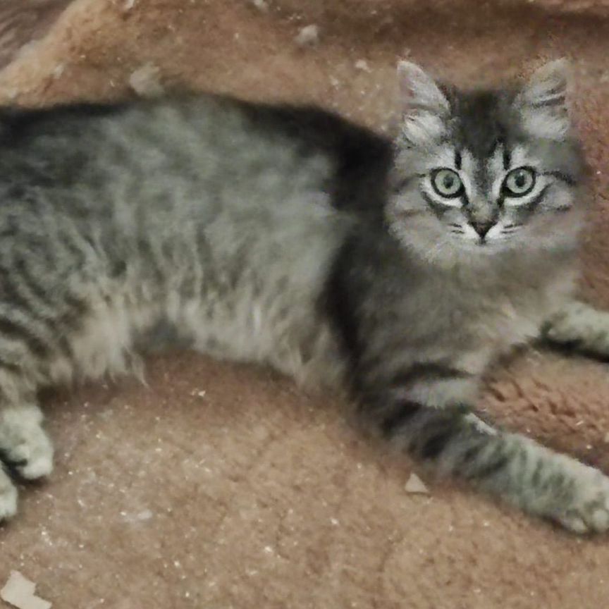 Кошки бесплатно