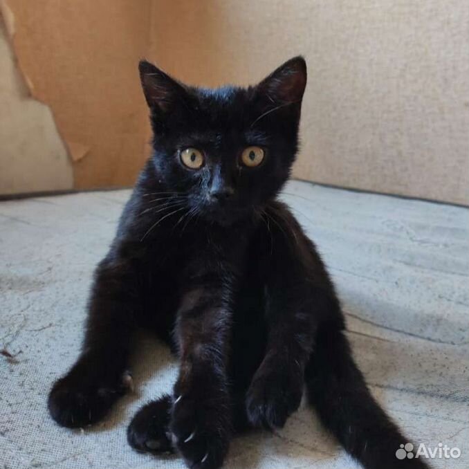 Черный котенок с янтарными глазами